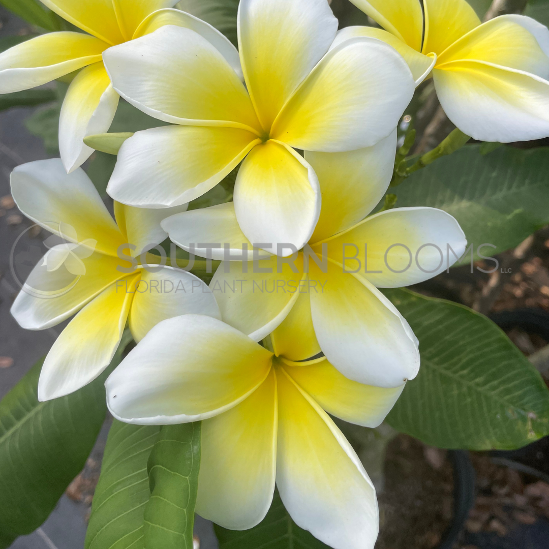 Mexican Yellow – Southern Blooms