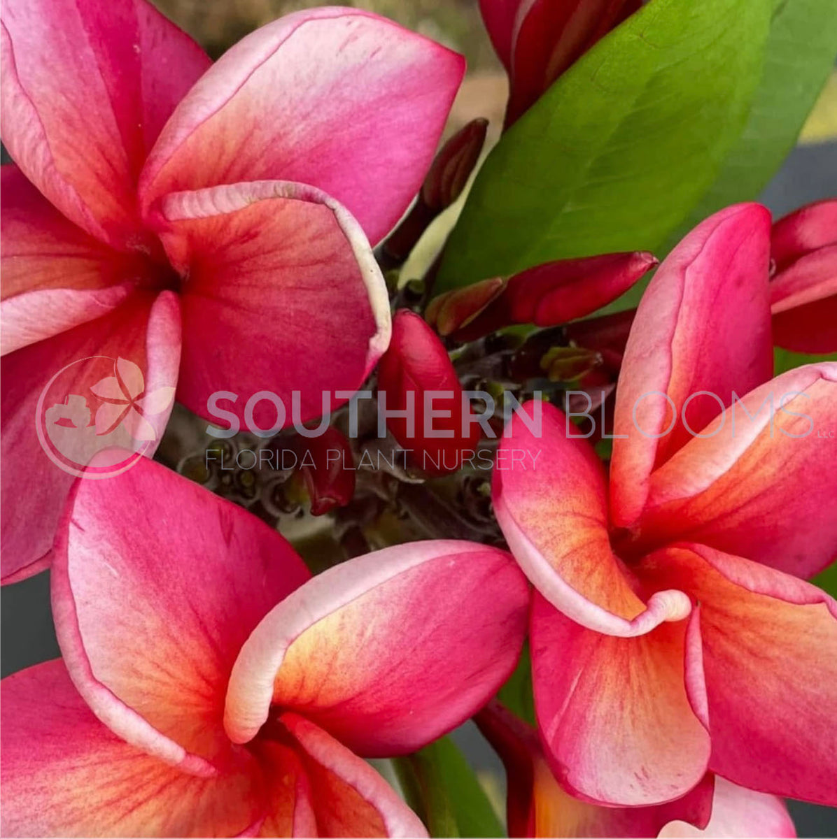 JJ Pink Jack – Southern Blooms