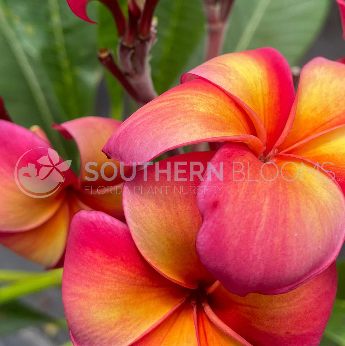 Orange Splendor – Southern Blooms