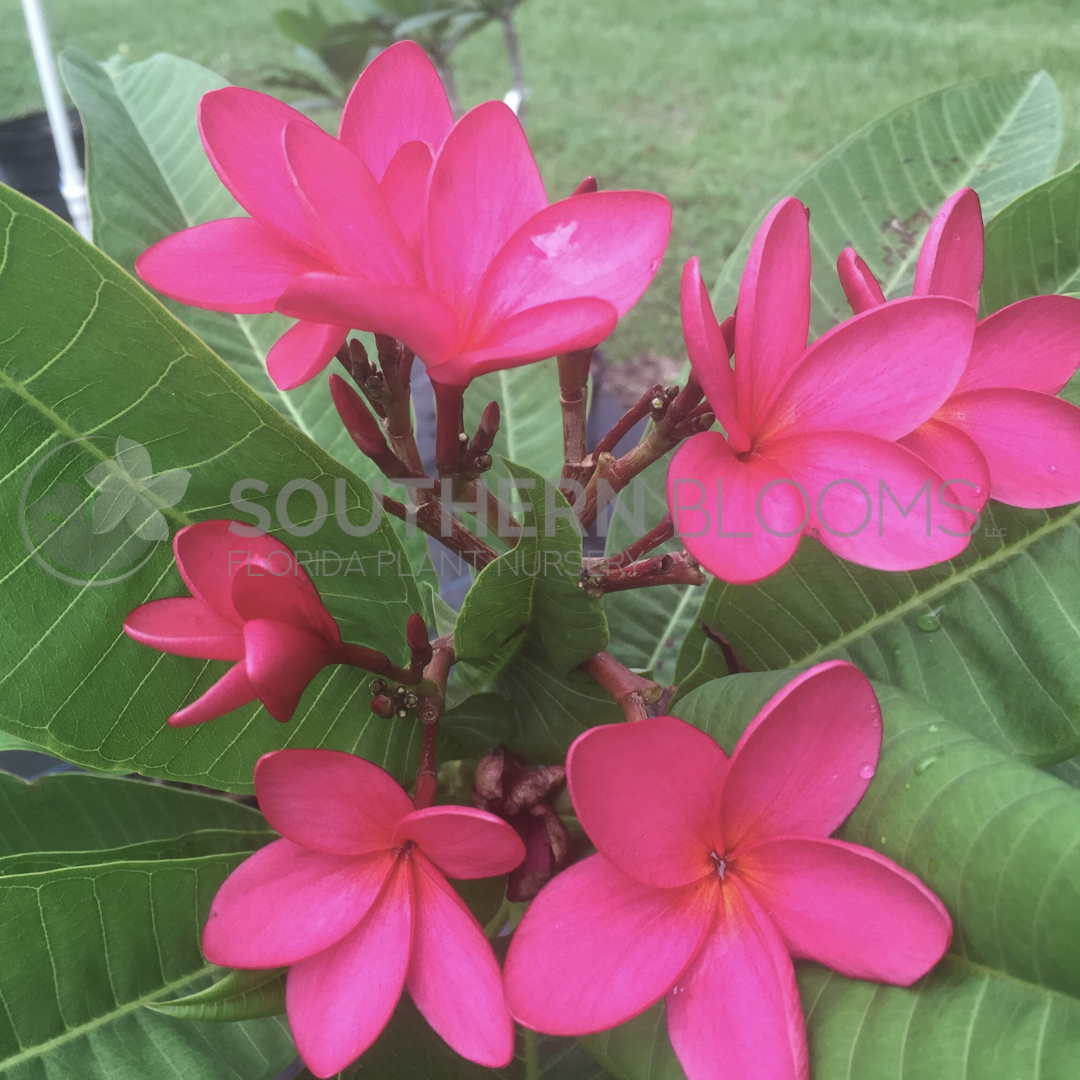 Polynesian Red – Southern Blooms