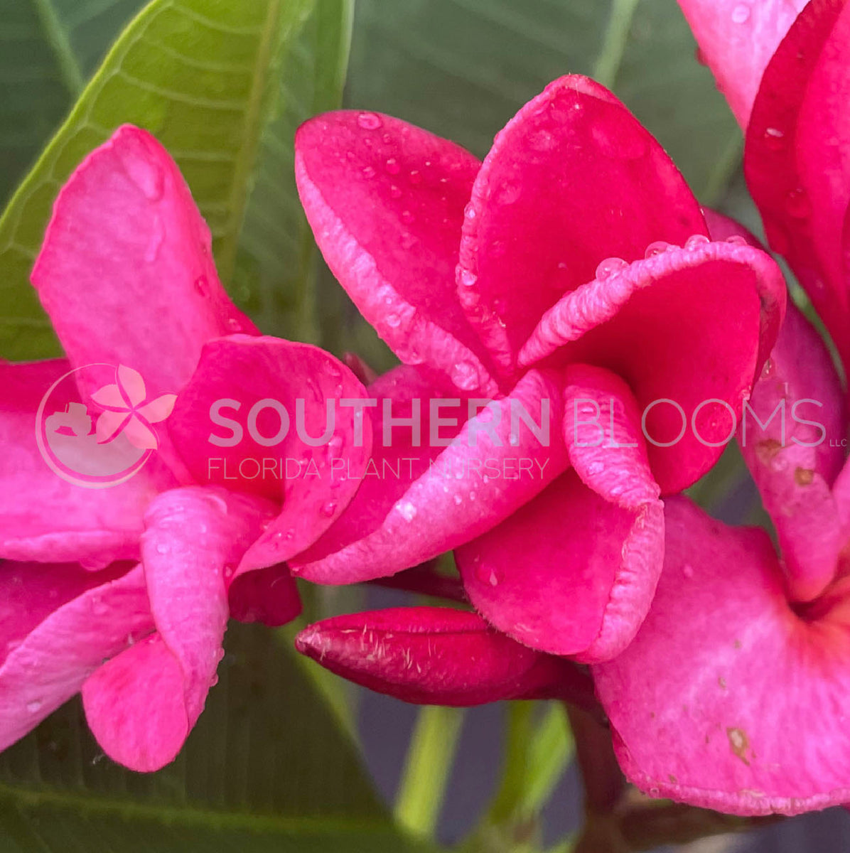 Siam Red – Southern Blooms