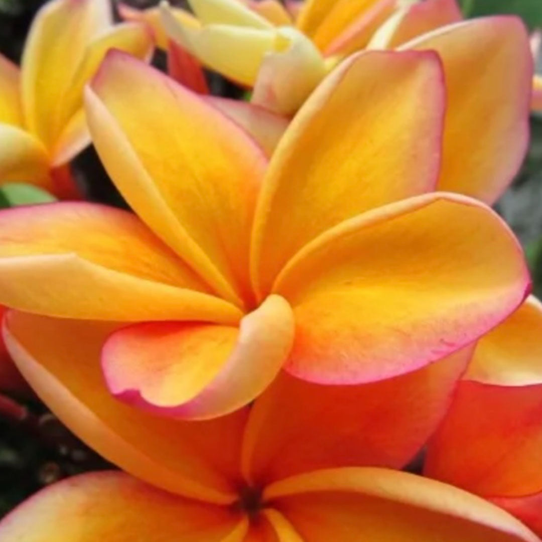 University of Hawaii Orange – Southern Blooms