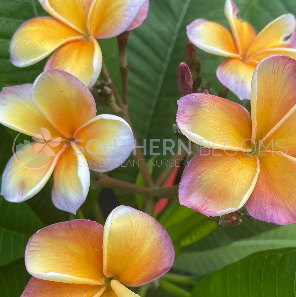 Violet Brown – Southern Blooms