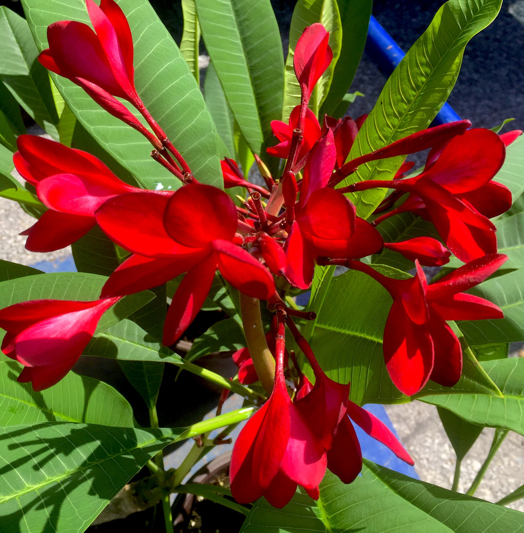 JJ Red Jack – Southern Blooms