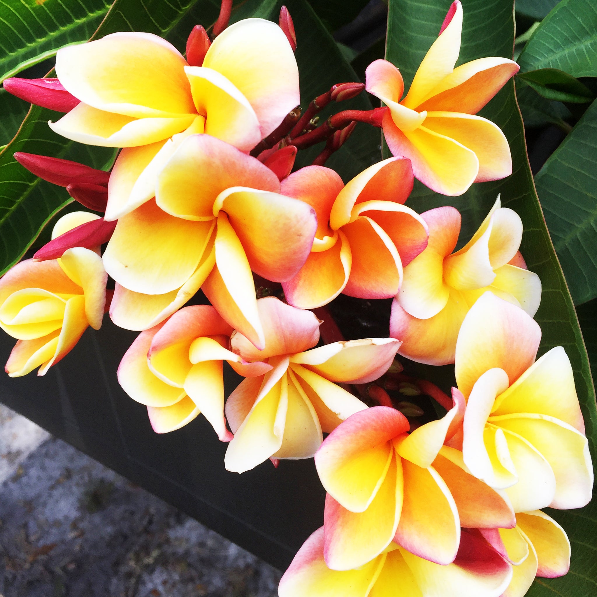 Hawaiian Rose – Southern Blooms