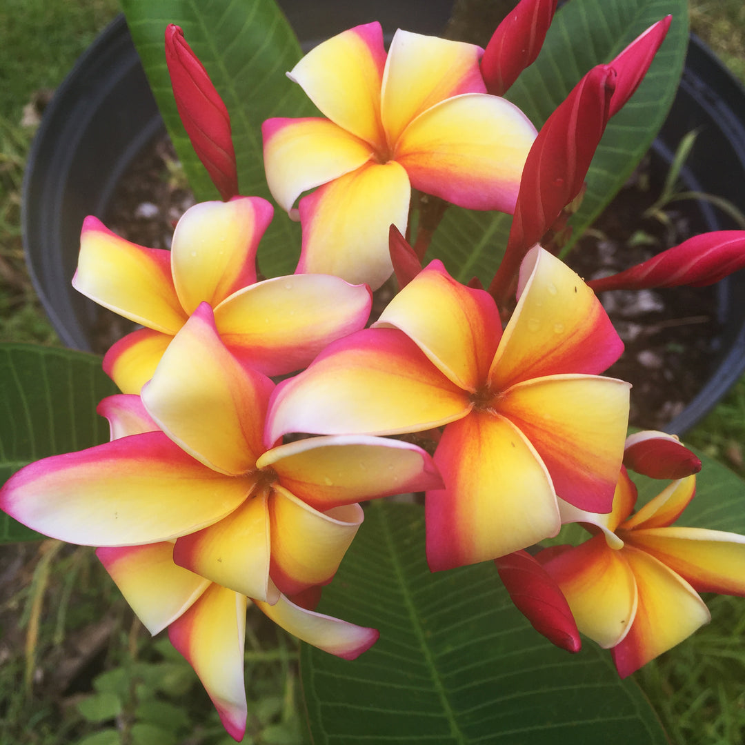 Puu Kahea Plumeria – Southern Blooms